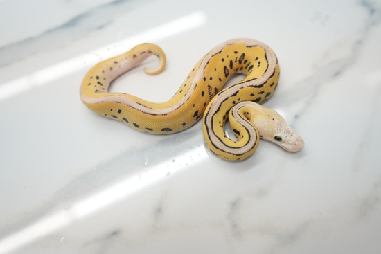 Killer Clown Desert Ghost Ball Python by Jersey Guys Balls