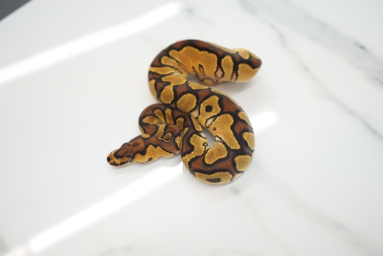 Enchi Hurricane Orange Dream Clown Ball Python by Jersey Guys Balls
