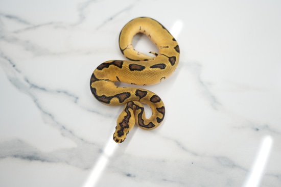 Enchi Lace Clown Ball Python by Jersey Guys Balls
