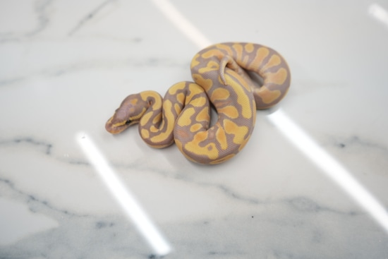 Banana Desert Ghost Het Piebald 50% Het Monsoon Ball Python by Jersey ...