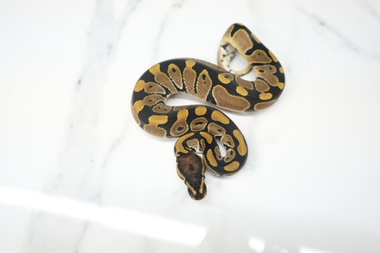 Het Axanthic (VPI) Het Piebald Het Sunset Ball Python by Jersey Guys Balls