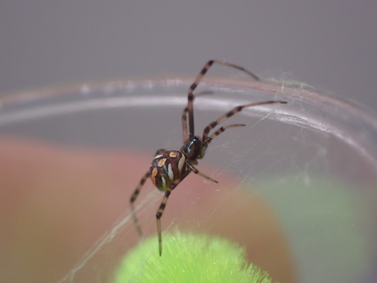 2023 Southern Black Widow Sling Other Spider by Bluegrass Bugs