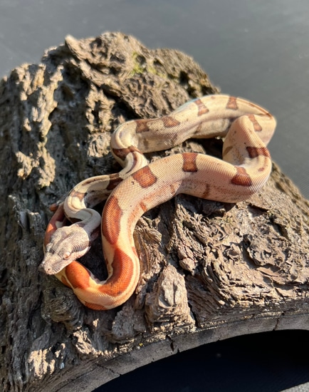 Hypo Jungle 50% Het Kahl Boa Constrictor by Rainglow Reptiles by Rebecca
