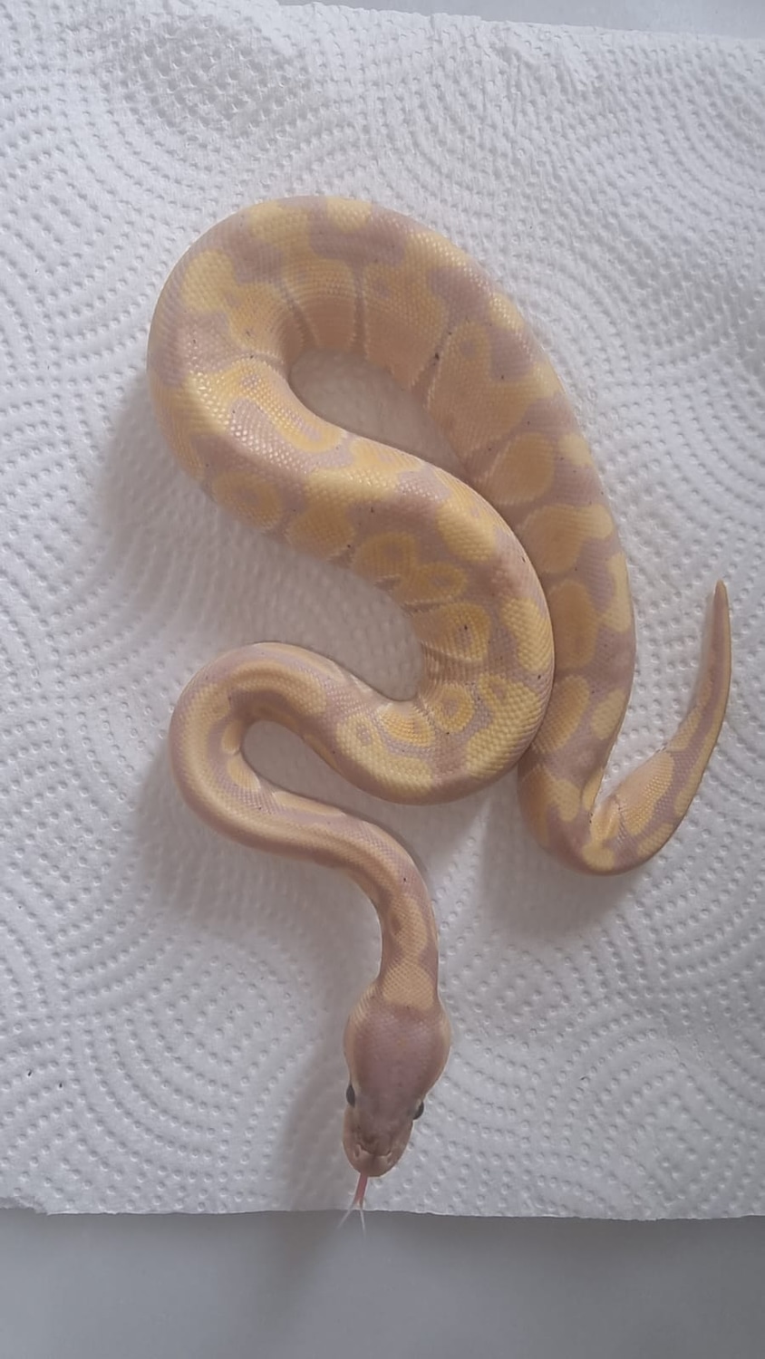 Coral Glow 66% Het Clown Ball Python by Extreme Ball's - MorphMarket