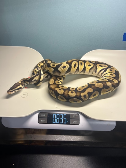 Pastel Yb Dinker Ball Python by Bone Daddy Serpents