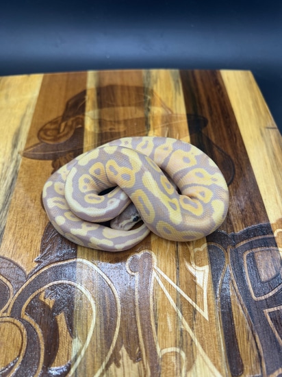 Pastel Banana Het Clown Ball Python by Bone Daddy Serpents