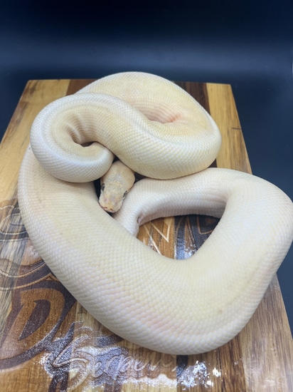 Super Pastel Lemon Blast Ball Python by Bone Daddy Serpents