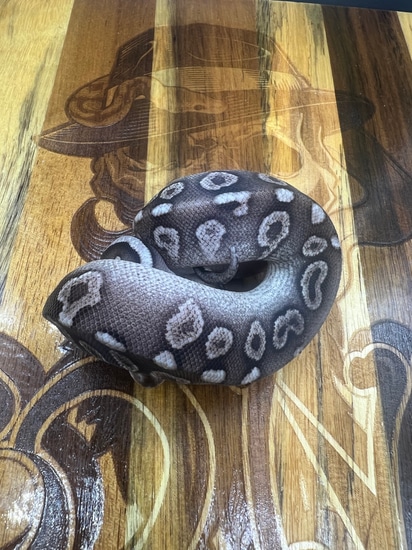 Chocolate/wookie Phantom Pastel Pos Cinnamon Pos Het Puzzle 50% Clown Ball Python by Bone Daddy ...