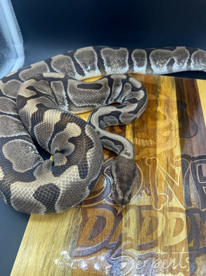 Hgw 11 Egg Layer Ball Python by Bone Daddy Serpents