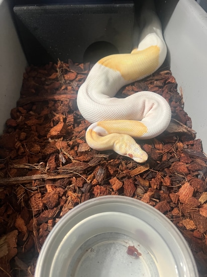 Albino Piebald Proven Breeder Ball Python by Bone Daddy Serpents
