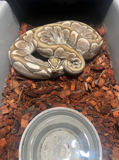 RTB Bamboo Ball Python by Bone Daddy Serpents
