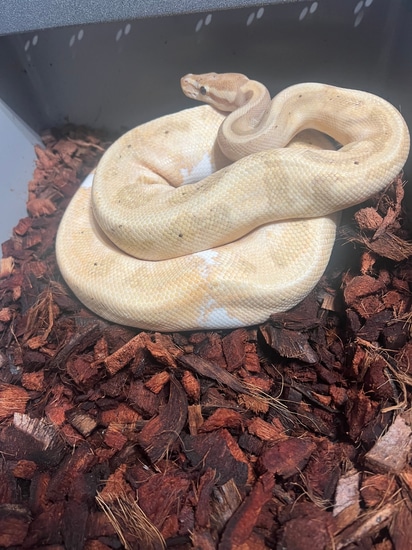 Proven* Banana Pied Proven Breeder Ball Python by Bone Daddy Serpents