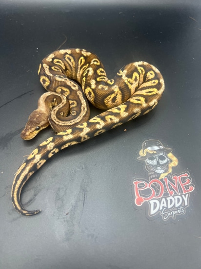 Chocolate Calico GHI Hgw Pos Het Clown Ball Python by Bone Daddy Serpents