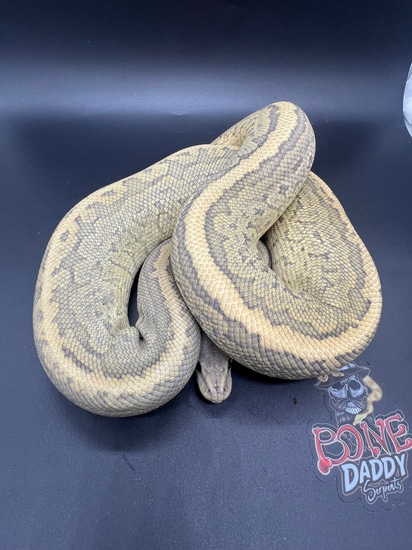 OD YB Hypo Pinstripe Ball Python by Bone Daddy Serpents