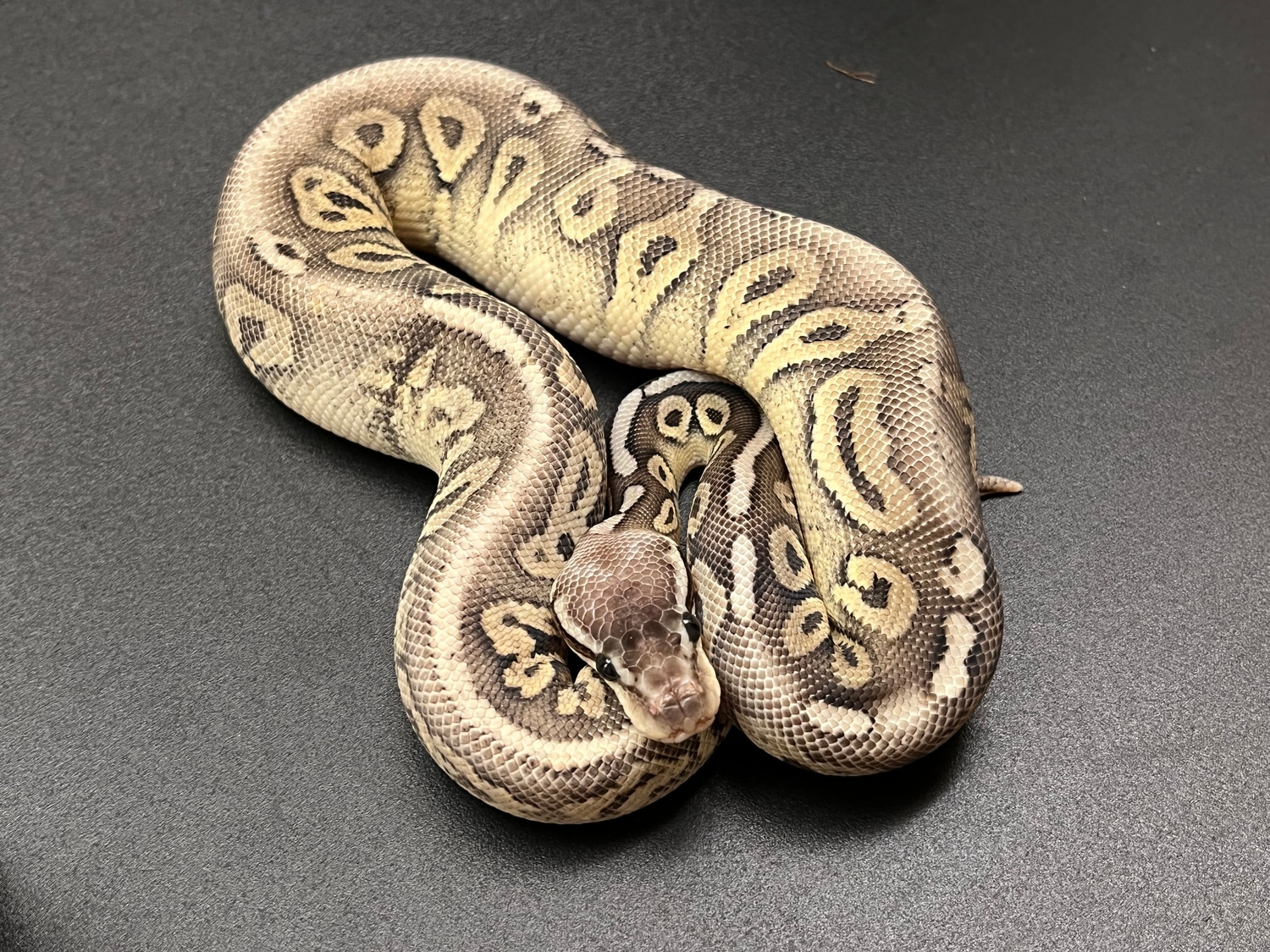 Sterling Pastel Ball Python by Blarney Stone Balls - MorphMarket