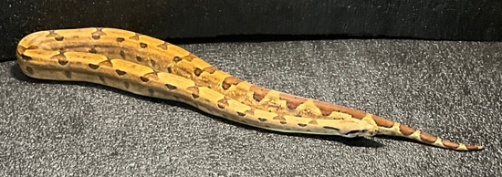 Fancy Boa Constrictor by Diamond Boas