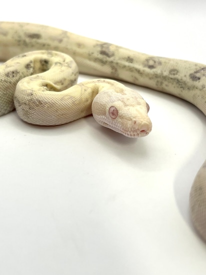 Jungle Paradox (Poss Super) Moonglow Boa Constrictor by Diamond Boas