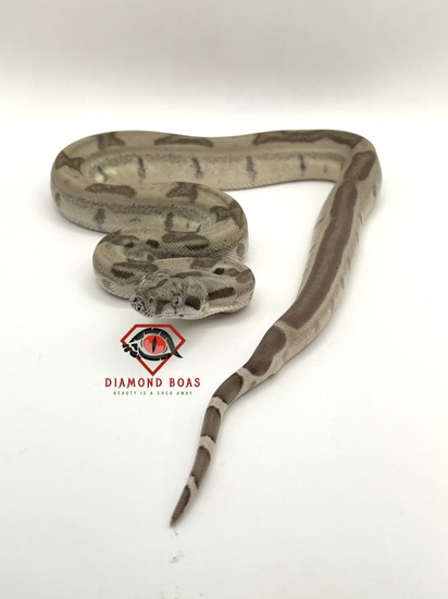 Jungle Ghost Het Moonglow Boa Constrictor by Diamond Boas