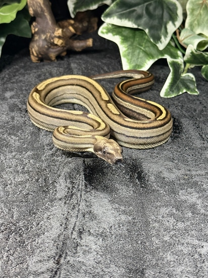Venom Boa Constrictor by Diamond Boas