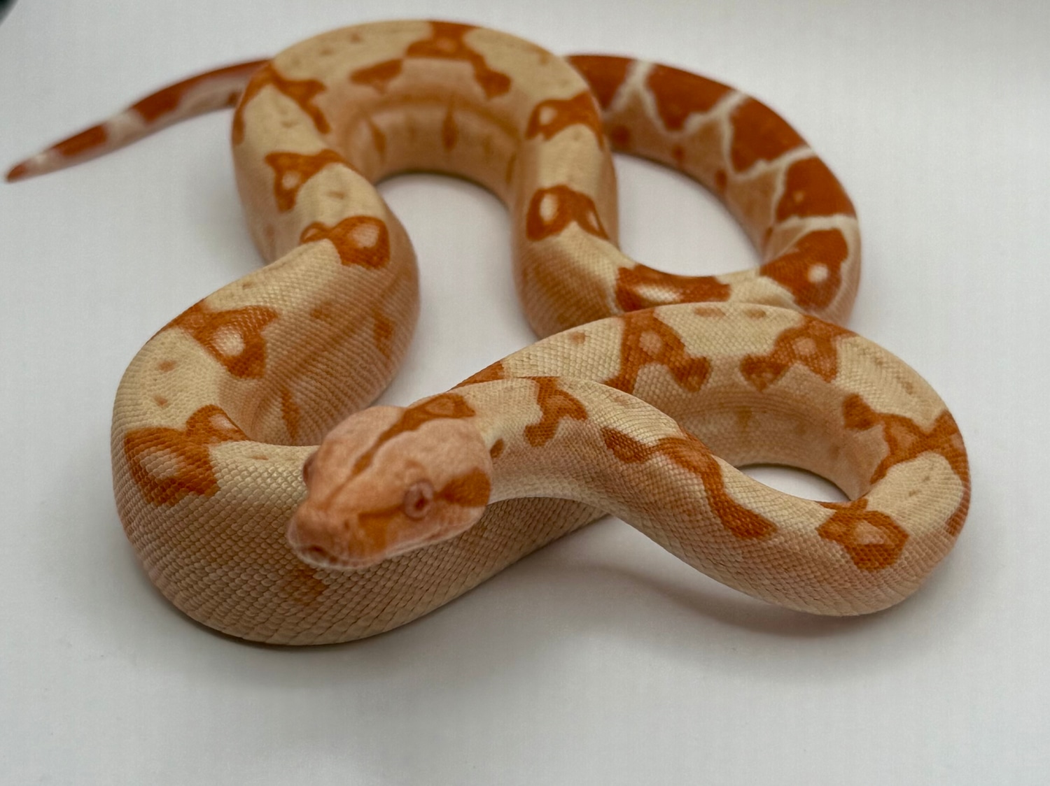 Diamond Boas's Collection - MorphMarket