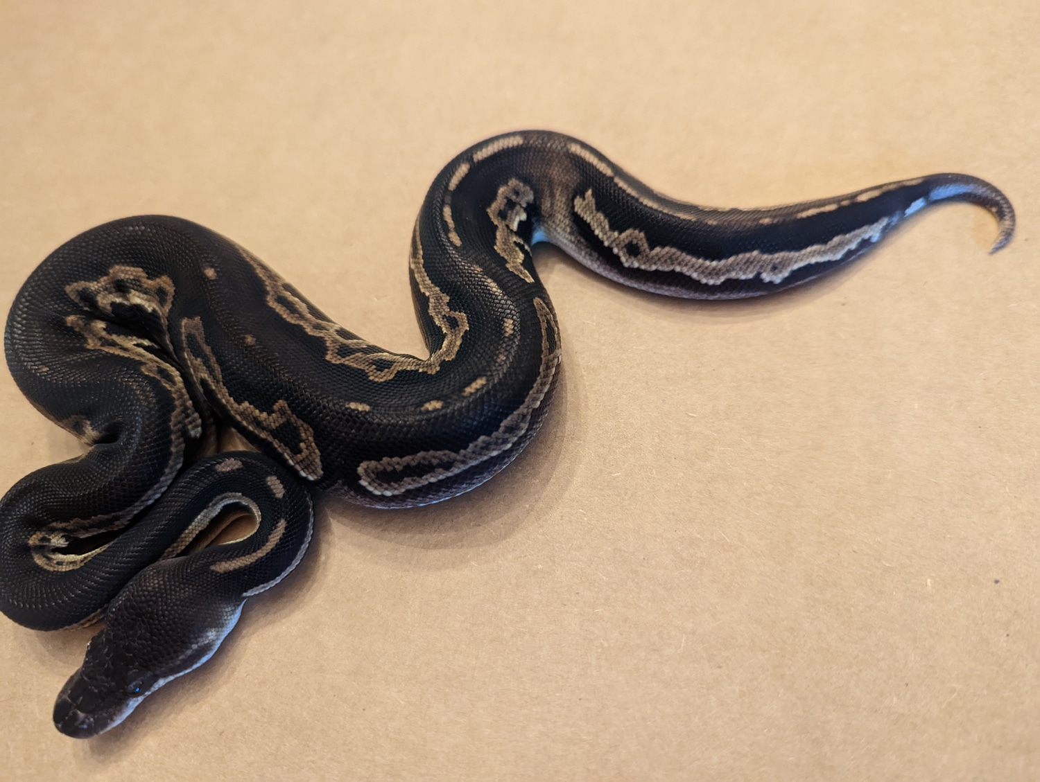 Cinnamon Black Head Ball Python by Circle B Exotics - MorphMarket