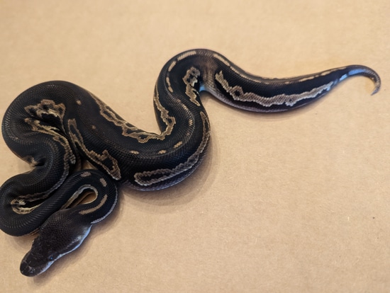 Cinnamon Black Head Ball Python by Circle B Exotics - MorphMarket