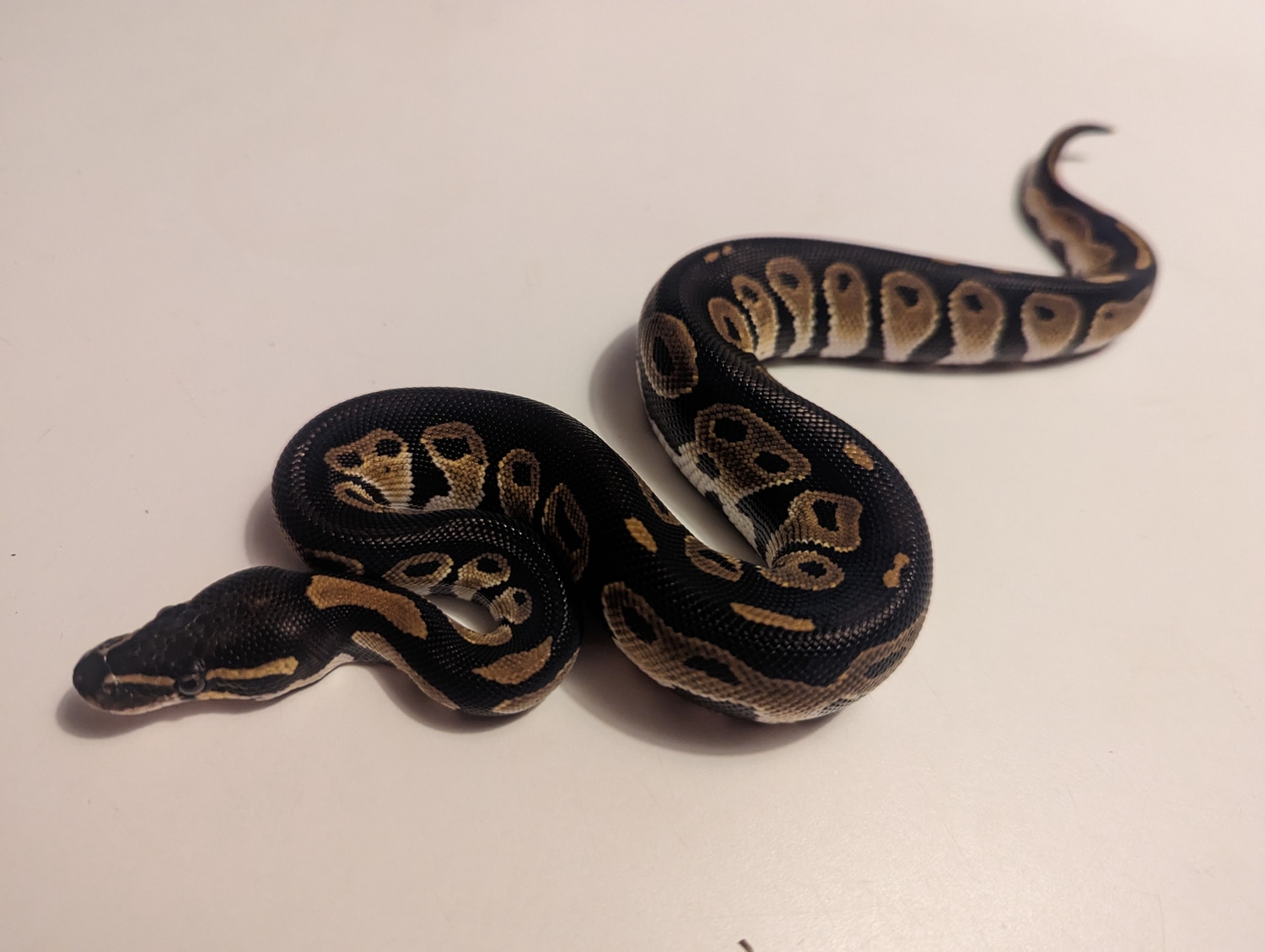 Black Head Ball Python by Circle B Exotics - MorphMarket