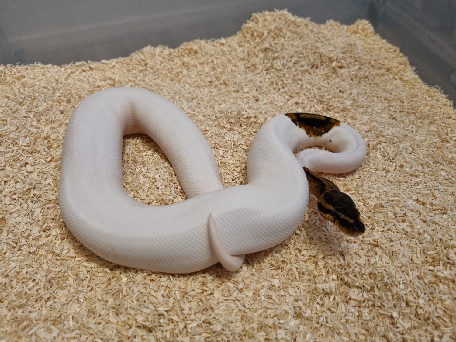 Piebald 100%het Albino 2022 Ball Python by Boobz&Ballz - MorphMarket
