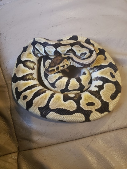 2yo Female Desert Ghost Fire Ball Python by Spoiled Rotten Reptiles, LLP