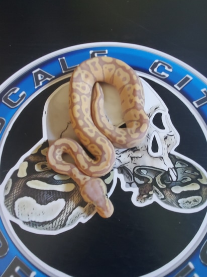 Super Pastel Banana Specter Ball Python by Scale City Reptiles