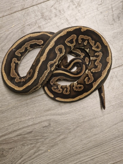 Leopard Phantom Het Pied Proven Ball Python by KRK Pythons