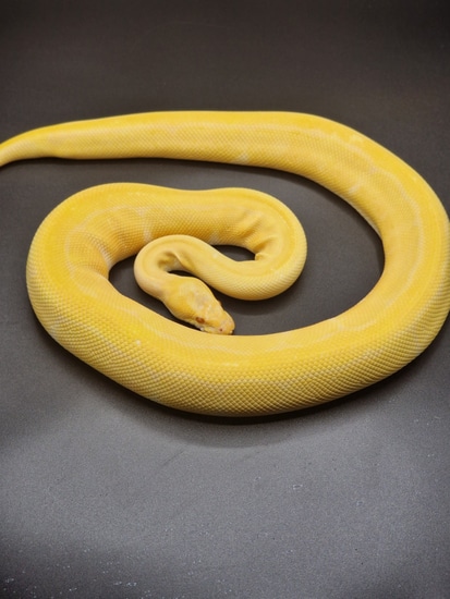 Proven Albino Enchi Pinstripe Ball Python by KRK Pythons