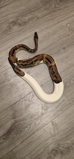 Proven Female Leopard Pied Ball Python by KRK Pythons