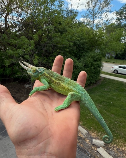 CB Rainbow Jackson’s Chameleon Breeding Pair (Trioceros Jacksonii Xantholophus) Jackson's ...