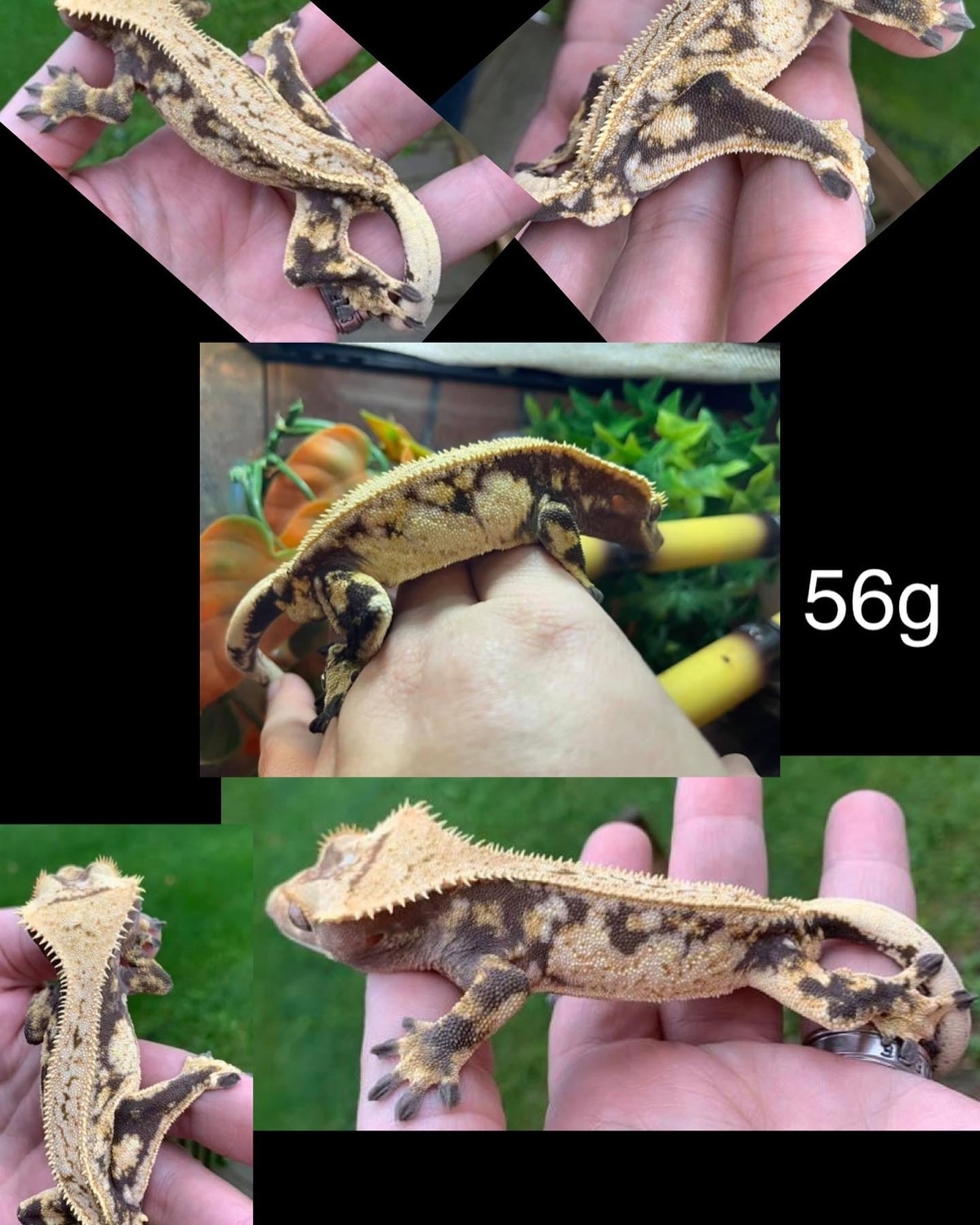 High Cream Proven Male Crested Gecko by Boomer’s Geckos - MorphMarket