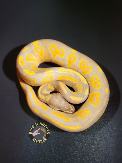 Blackhead Banana Yellow Belly Ball Python by Boop n' Snoots Reptiles