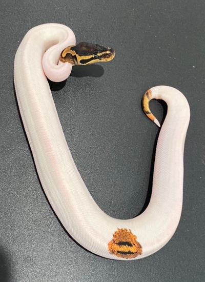 YB Pied (Pumpkin Pied) Well Started On Ball Python by Border Exotics