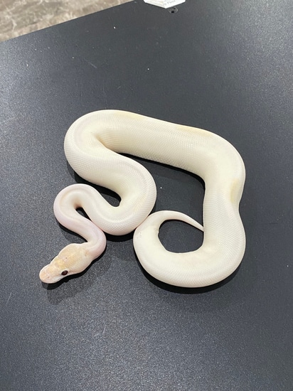 OD Ivory Pied Ball Python by Border Exotics