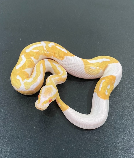 Albino Pied Happy Face Emoji! Ball Python by Border Exotics