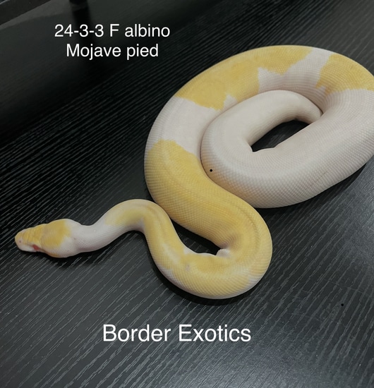 Albino Mojave Pied Ball Python by Border Exotics