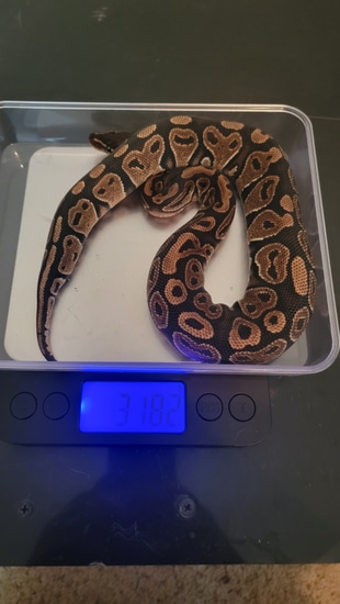 Cinnamon 50% Het Pied Ball Python by Borderland Morphs