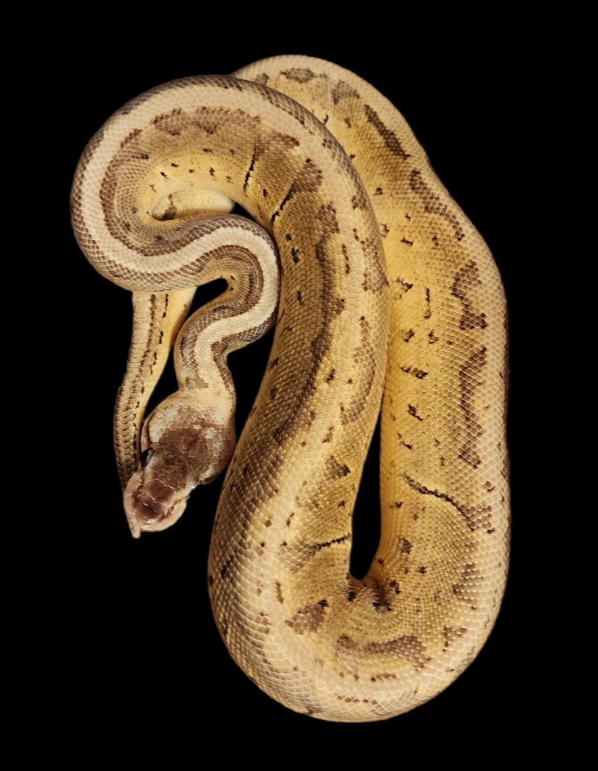 Pewter Pinstripe Mojave Ball Python by Pandemonium Morphs - MorphMarket