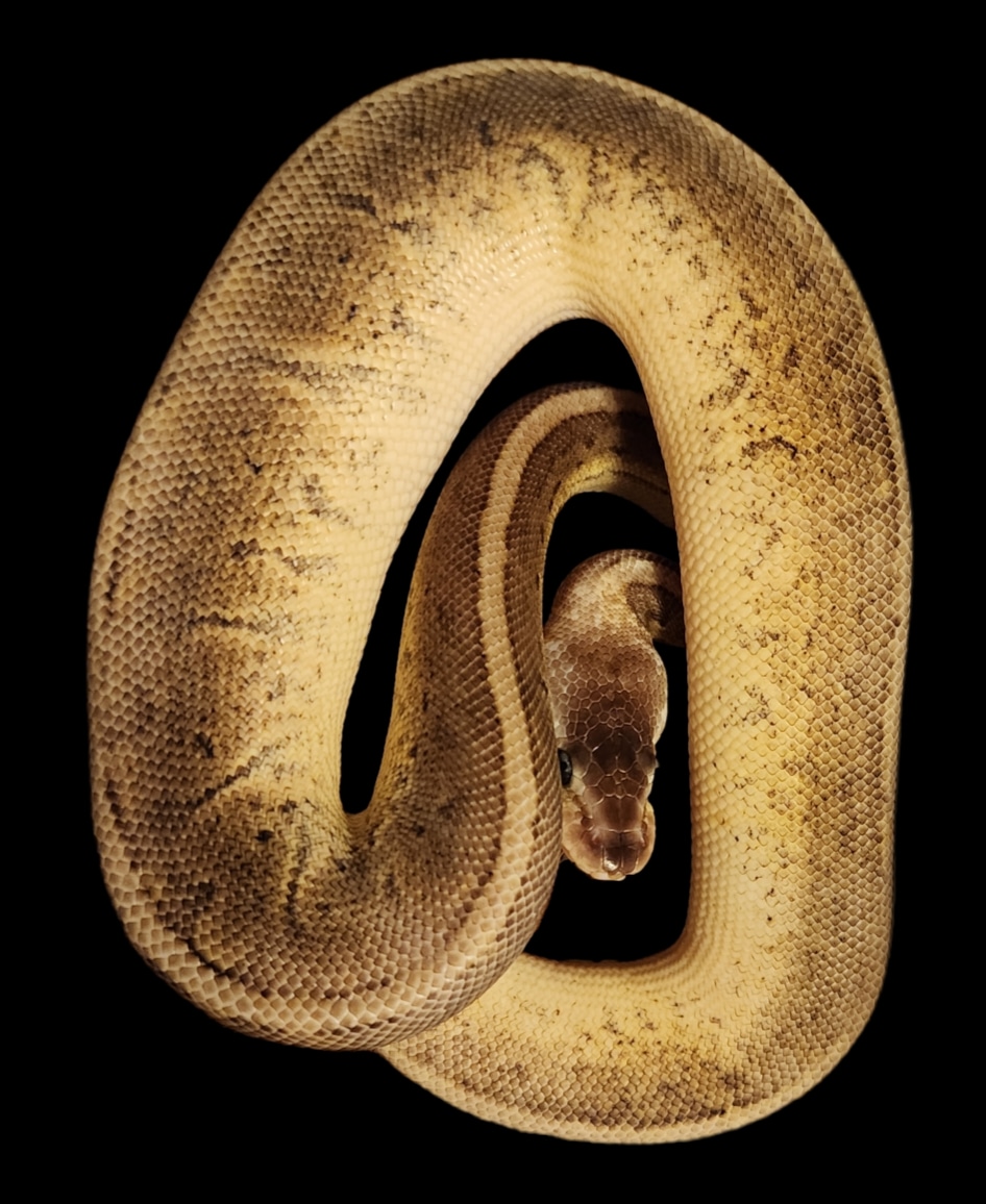 Pewter Blast Ball Python by Pandemonium Morphs - MorphMarket