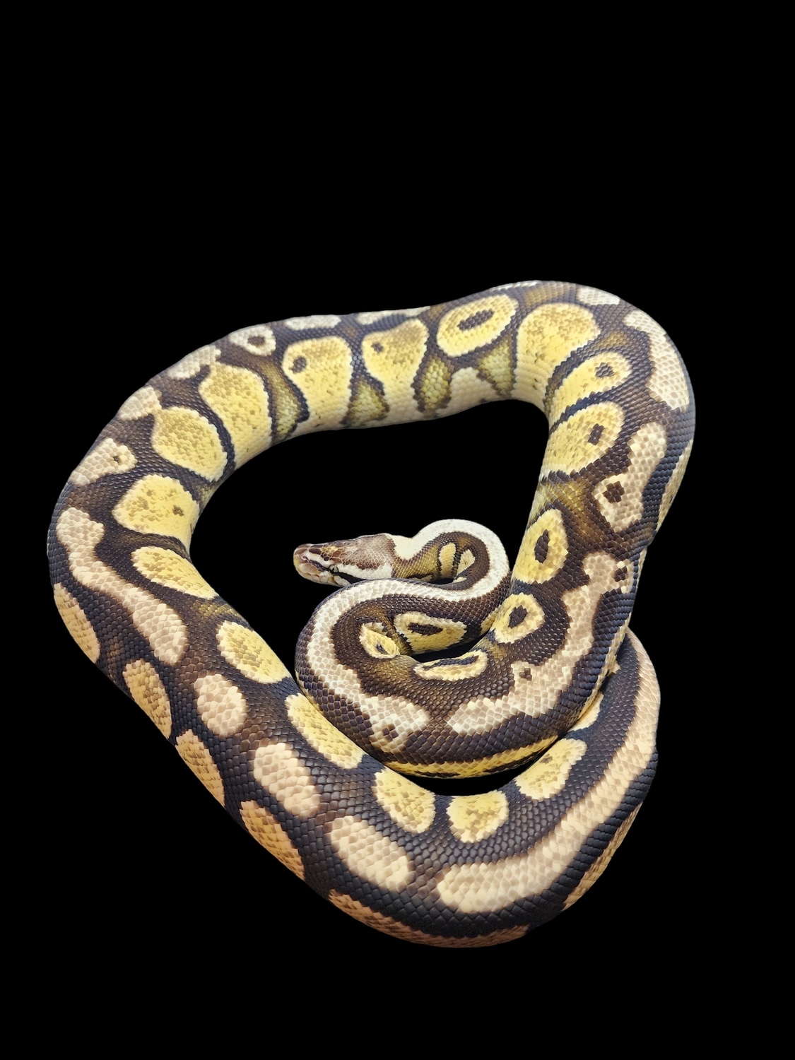 Pastel Specter (PB) Ball Python by Pandemonium Morphs - MorphMarket