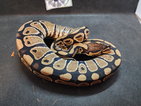 Normal 100% Het Clown Ball Python by Pandemonium Morphs