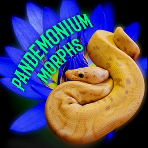 Pandemonium Morphs - MorphMarket