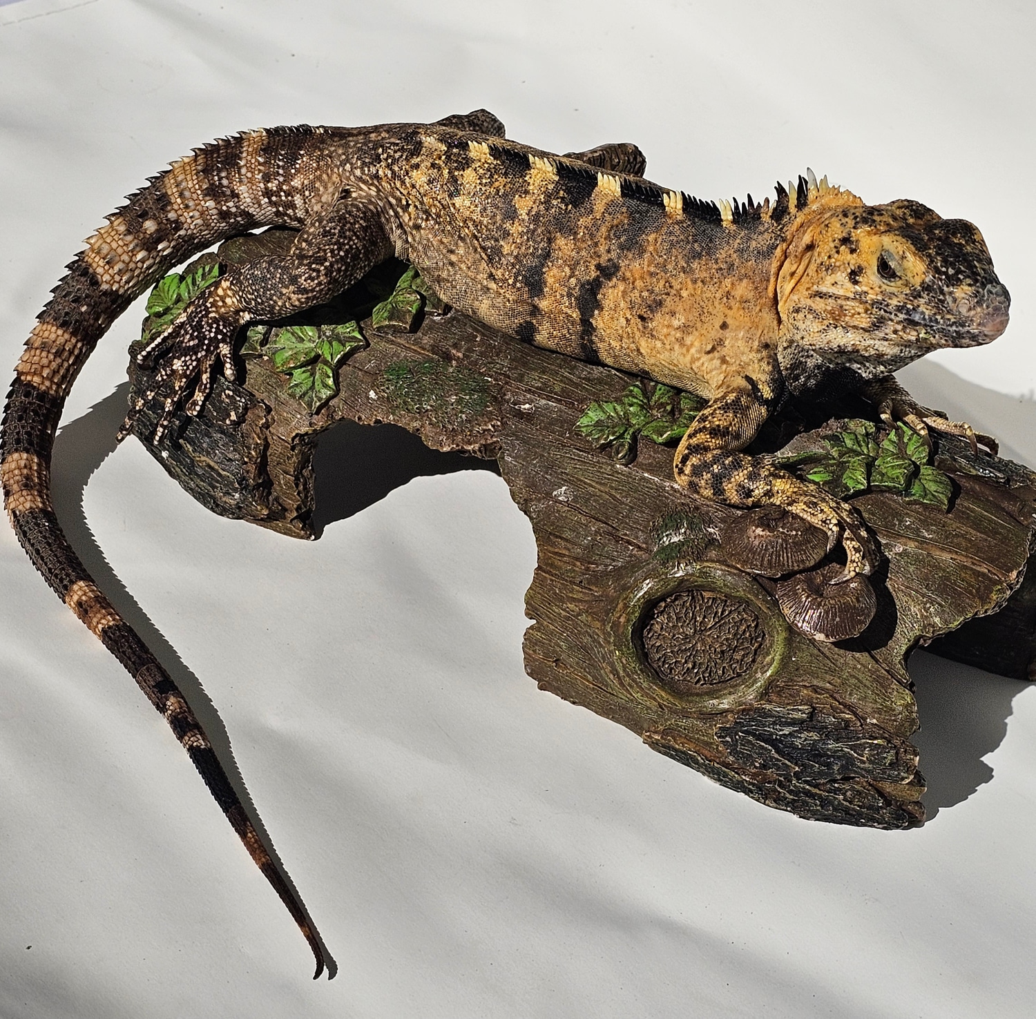 2021 Banana Pectinata -Giraldo Line Other Iguana by Boschem Reptiles ...