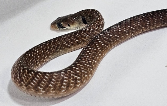 Black Tail Cribo CB 2023 Cribo & Indigo Snakes by Boschem Reptiles