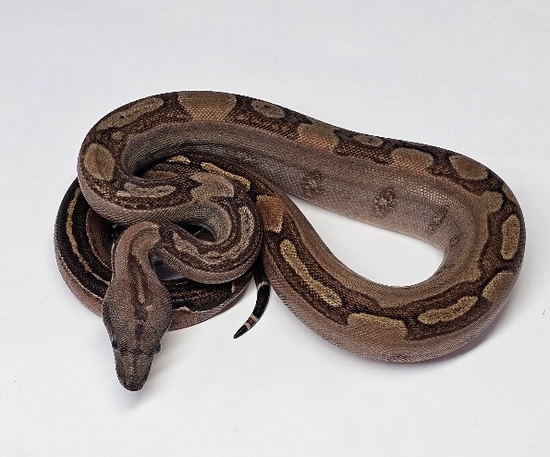 Double Het VPI Leopard Boa Constrictor by Boschem Reptiles