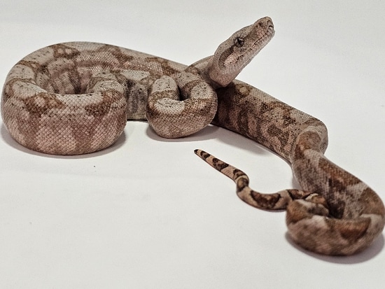 Hogg Island Boa Boa Constrictor by Boschem Reptiles